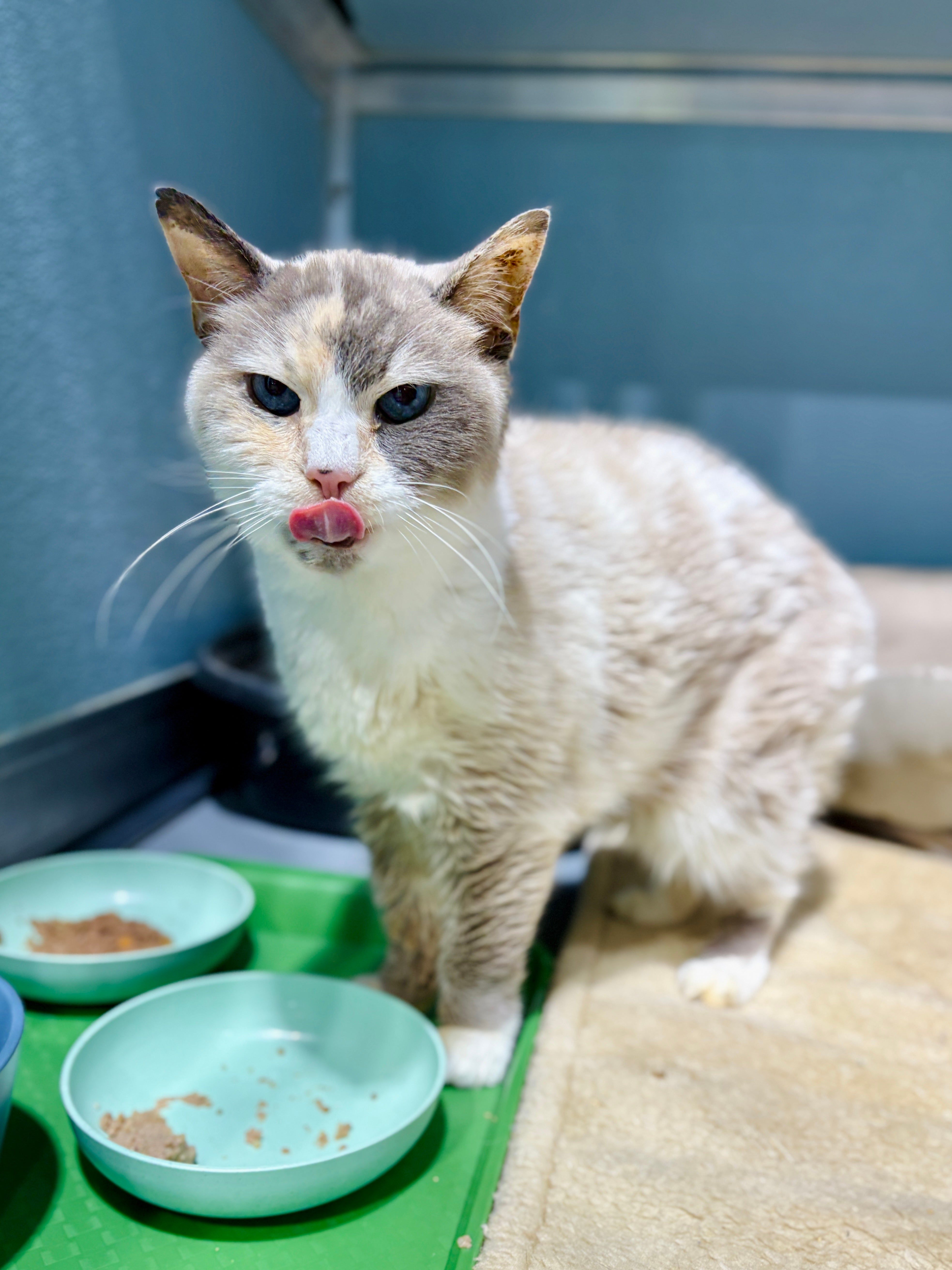 Sybil - Medical - Experience Required | Orphan Angels Cat Sanctuary And ...