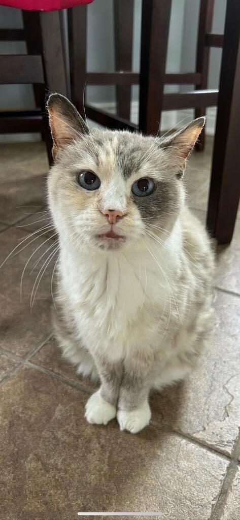 Sybil - Medical - Experience Required | Orphan Angels Cat Sanctuary And ...