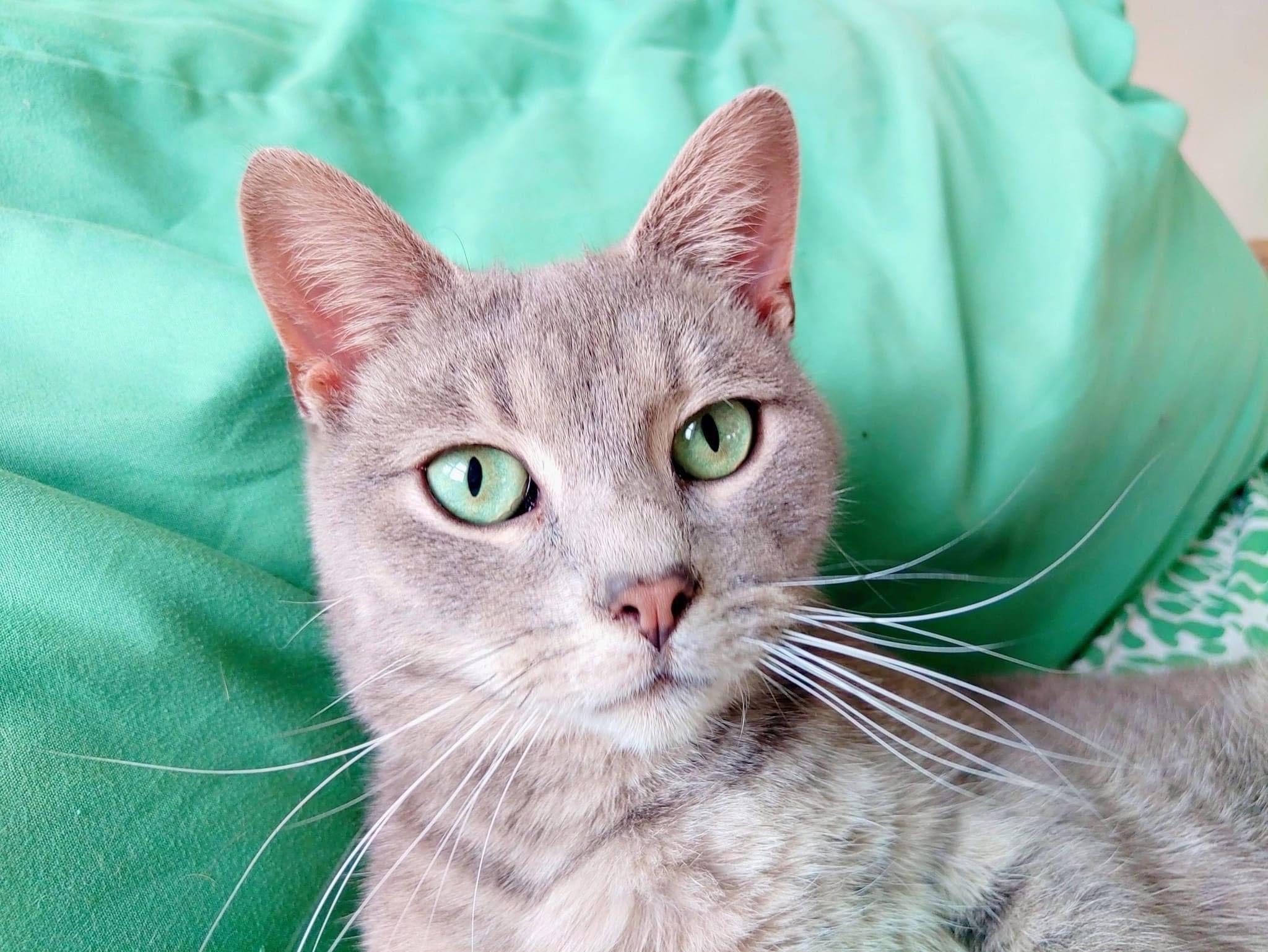 Moose - Medical - Available for Sponsorship Only | Orphan Angels Cat ...