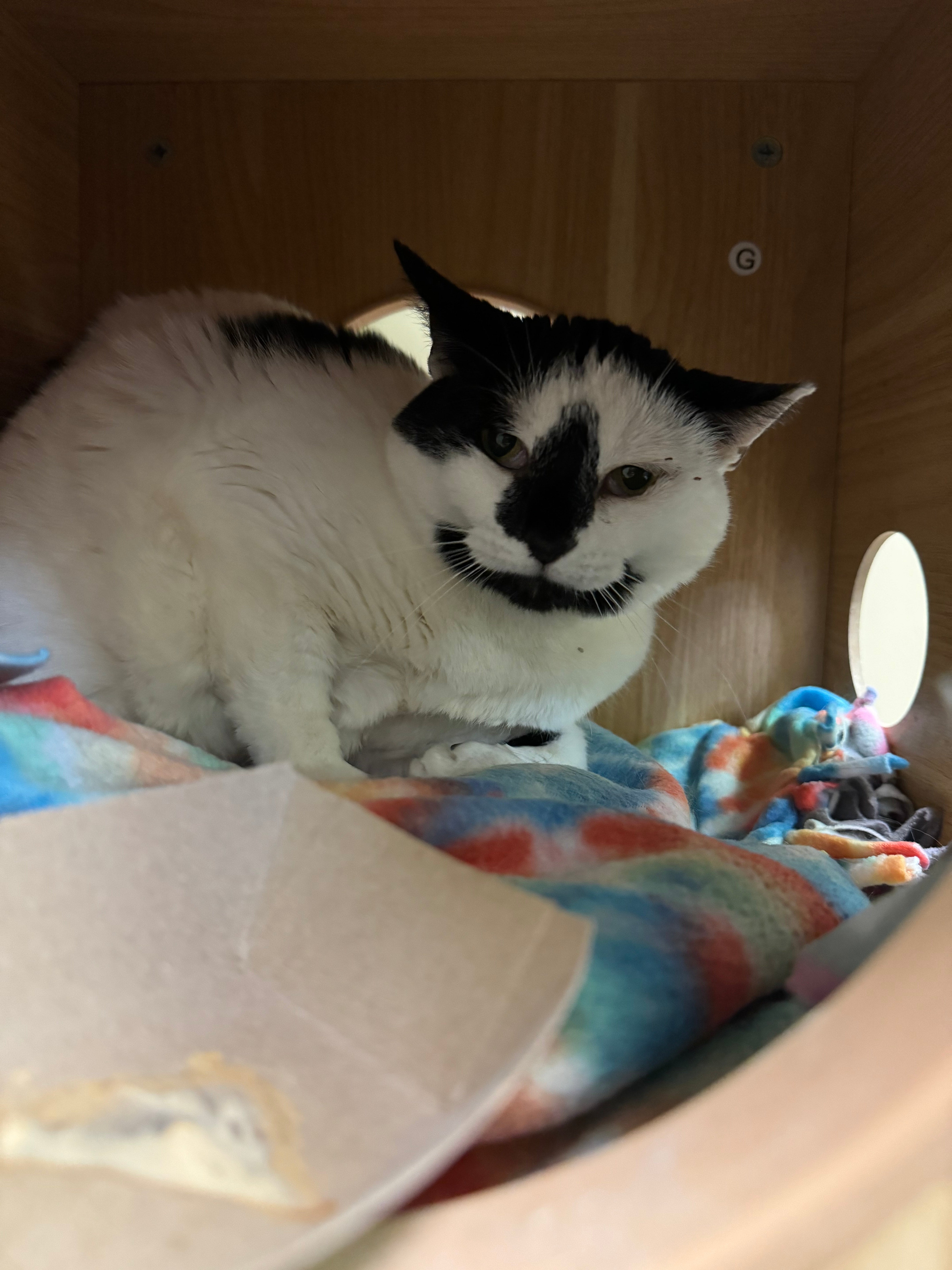 Wendy - FeLV+ | Orphan Angels Cat Sanctuary And Adoption Center