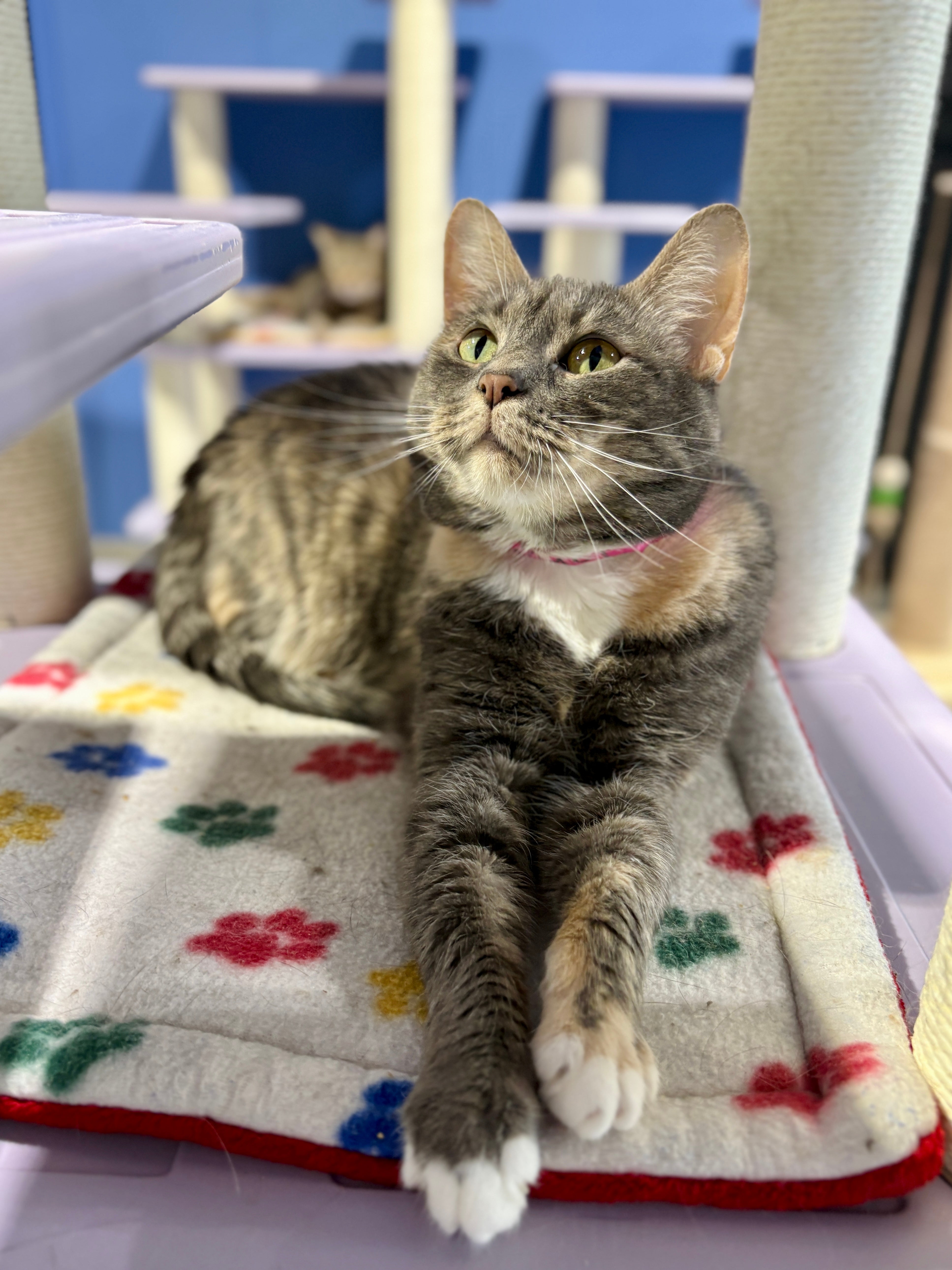 Tahoe | Orphan Angels Cat Sanctuary And Adoption Center