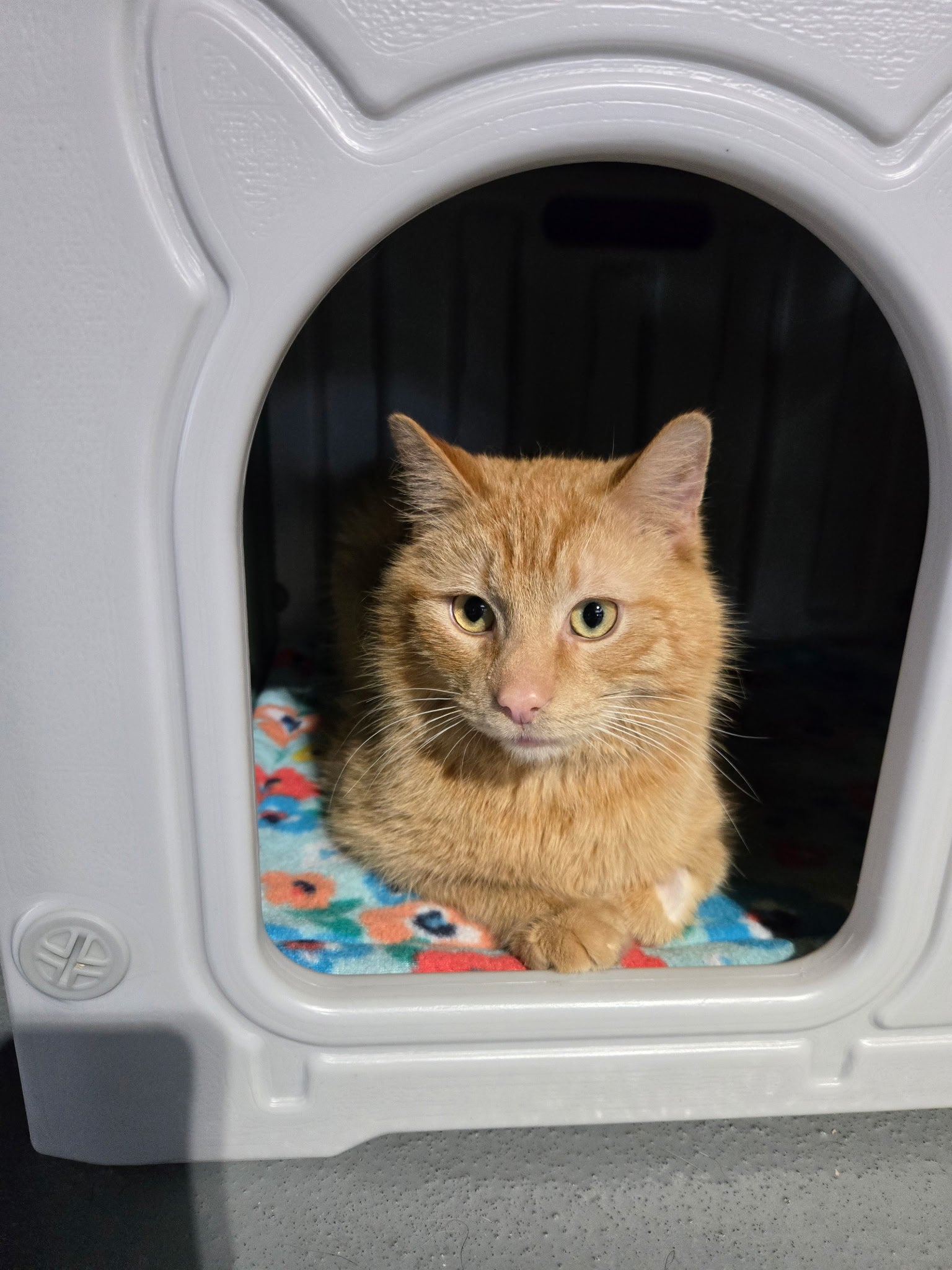 Truthful Troy | Orphan Angels Cat Sanctuary And Adoption Center