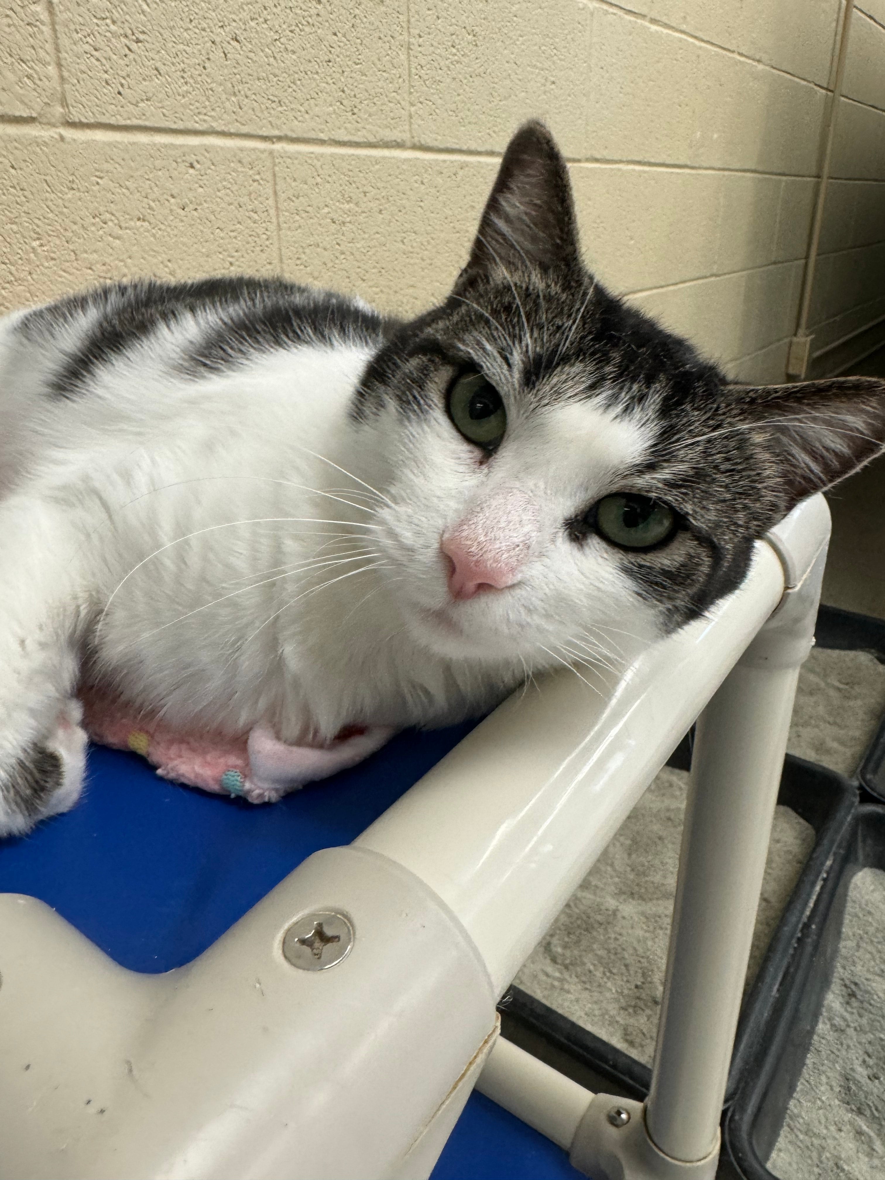 Roslyn | Orphan Angels Cat Sanctuary And Adoption Center