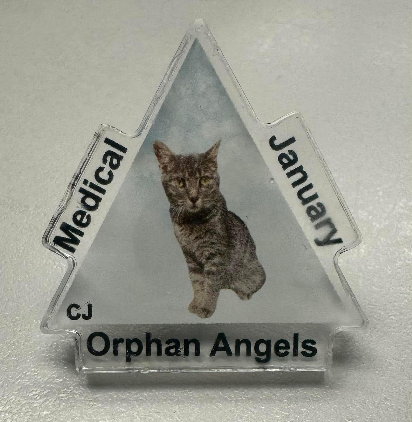 January 2024 Medical Pin - CJ (Donation) | Orphan Angels Cat Sanctuary ...