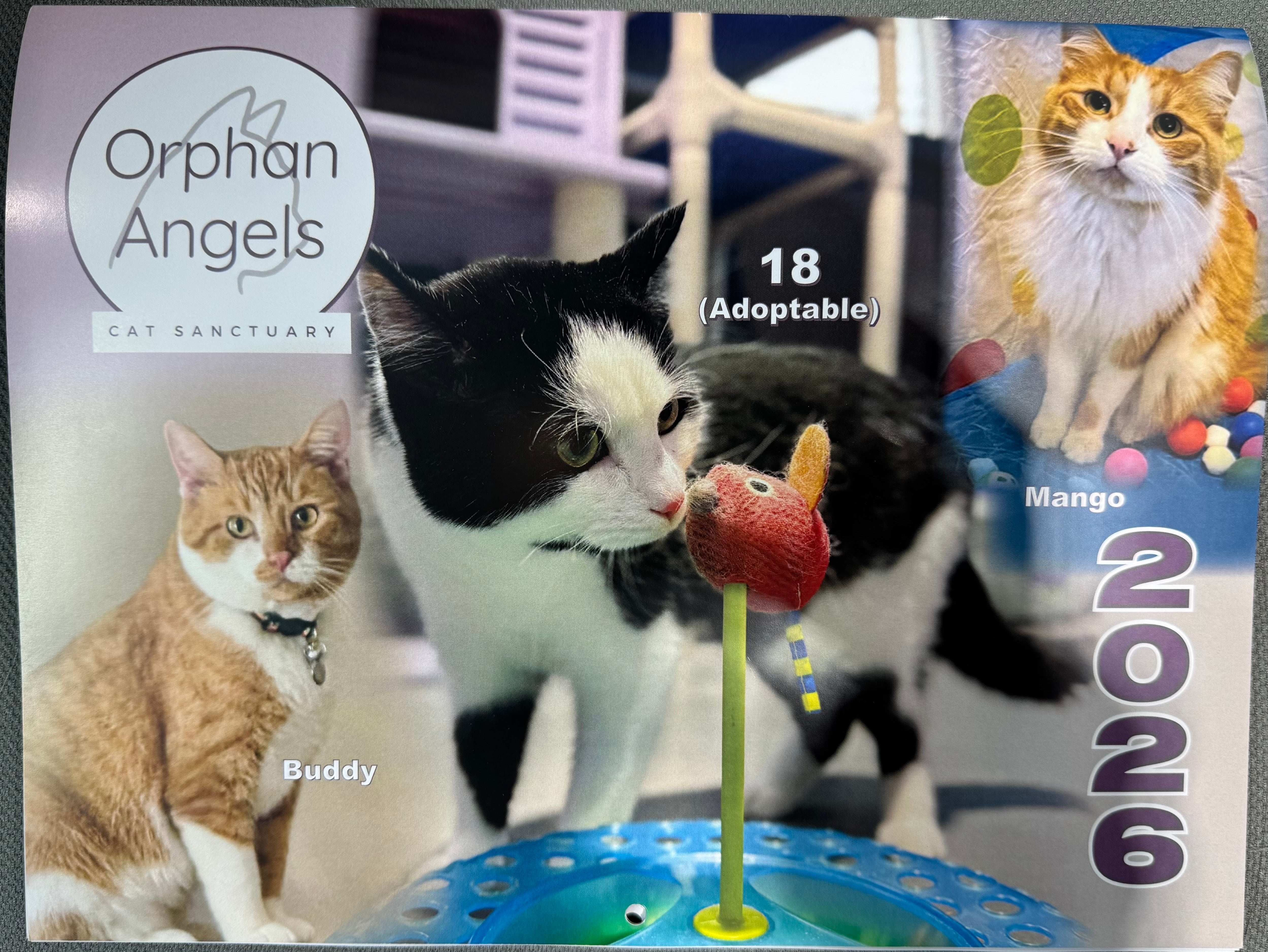 2026 Calendar (Donation) | Orphan Angels Cat Sanctuary And Adoption Center