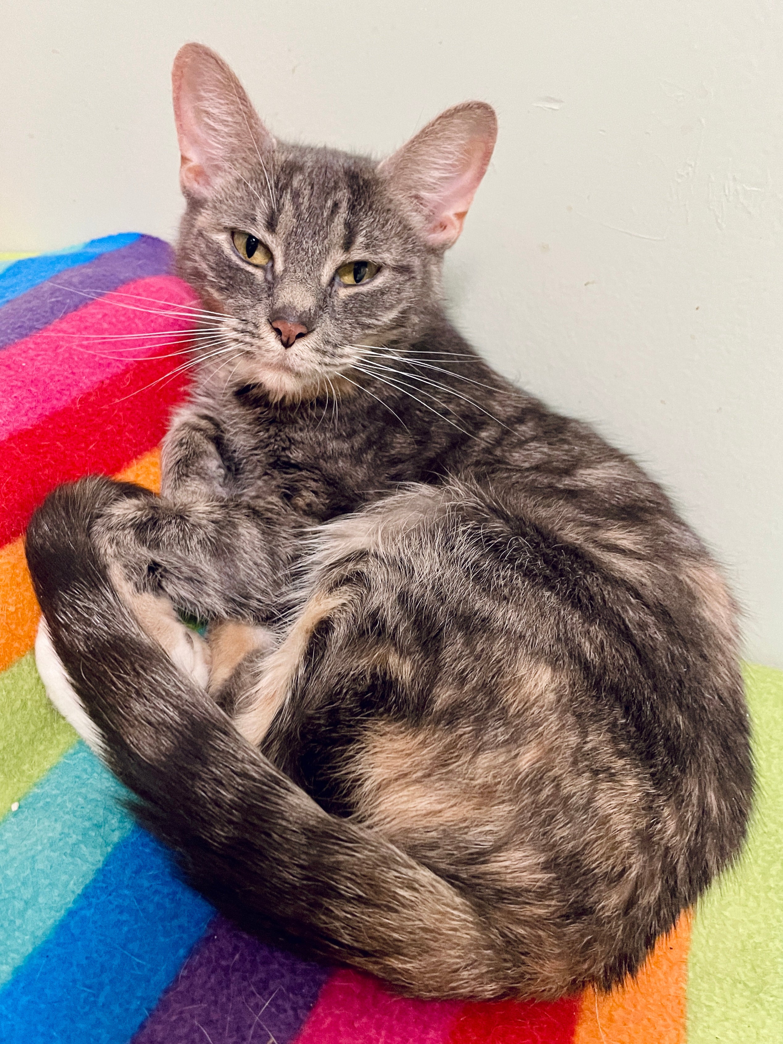 Tahoe | Orphan Angels Cat Sanctuary And Adoption Center