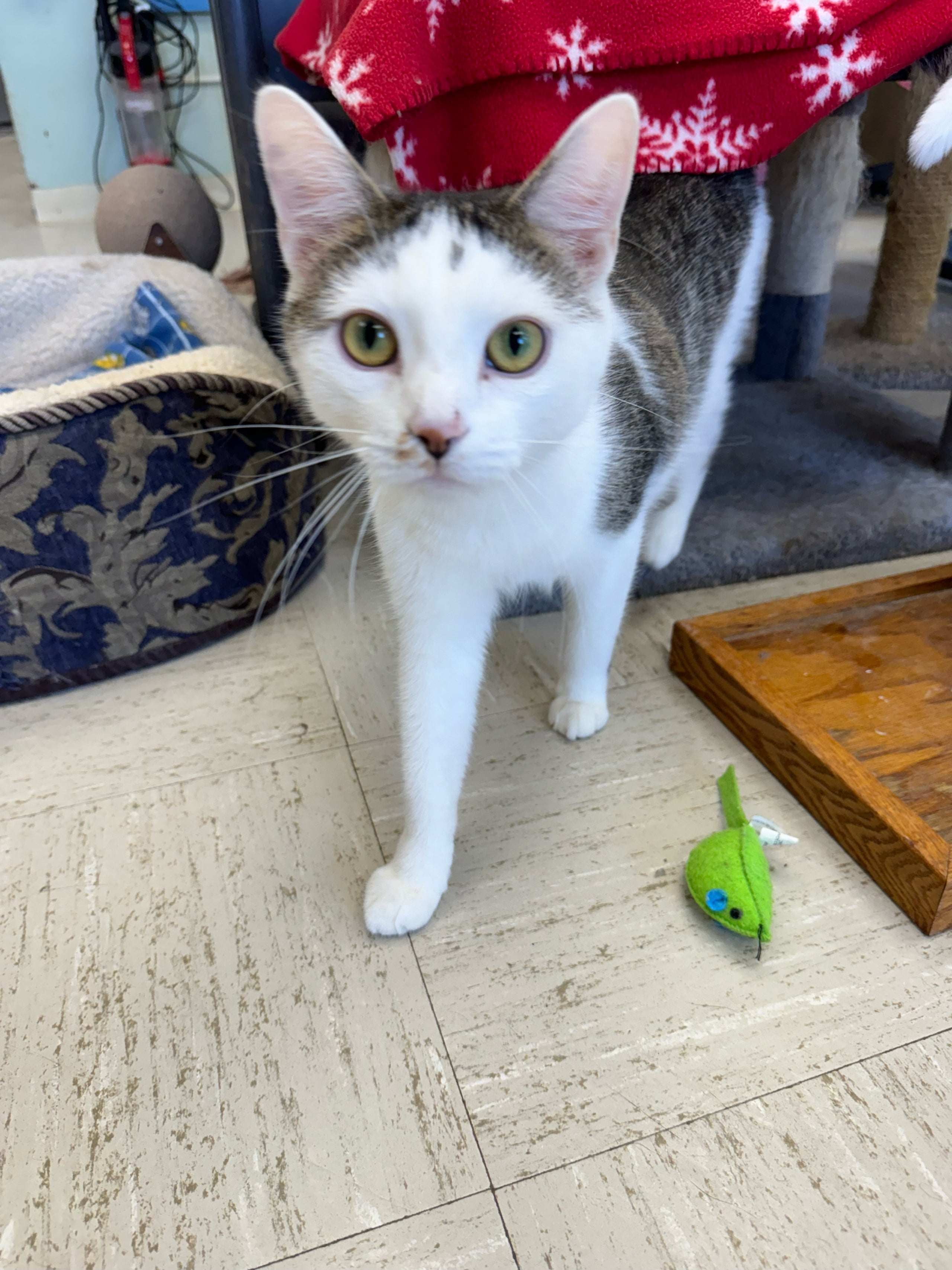 Nicodemus | Orphan Angels Cat Santuary And Adoption Center