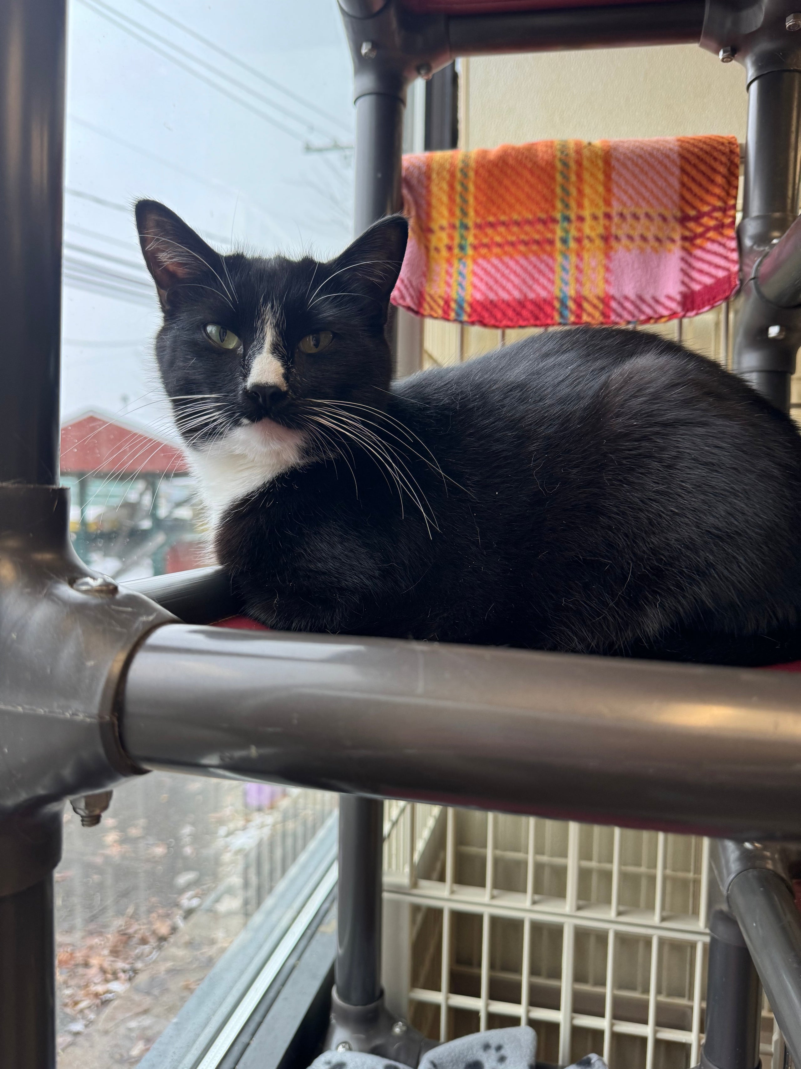 Tick | Orphan Angels Cat Santuary And Adoption Center