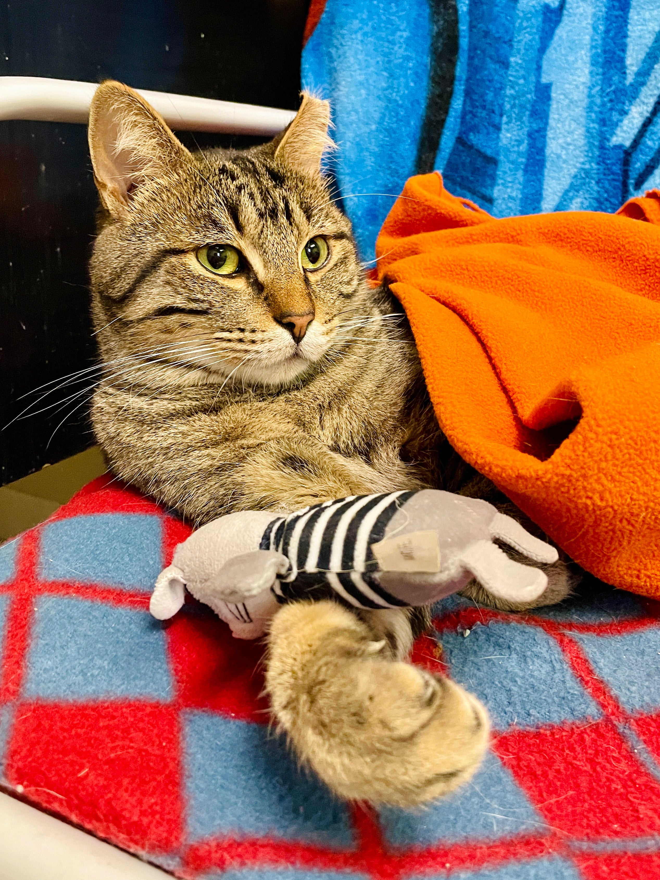 Louie | Orphan Angels Cat Santuary And Adoption Center