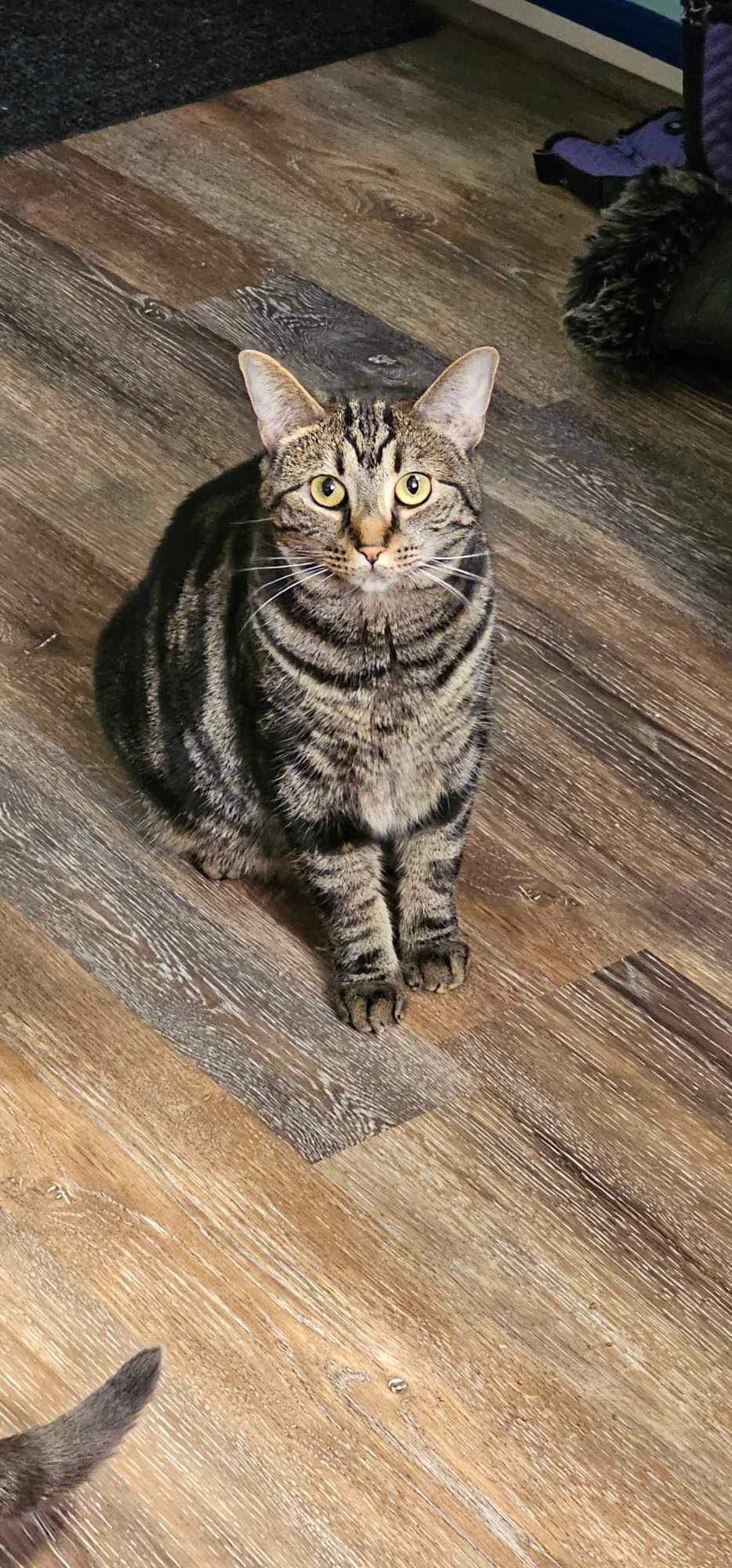 Anastasia - Available for Meet and Greet from Foster | Orphan Angels ...