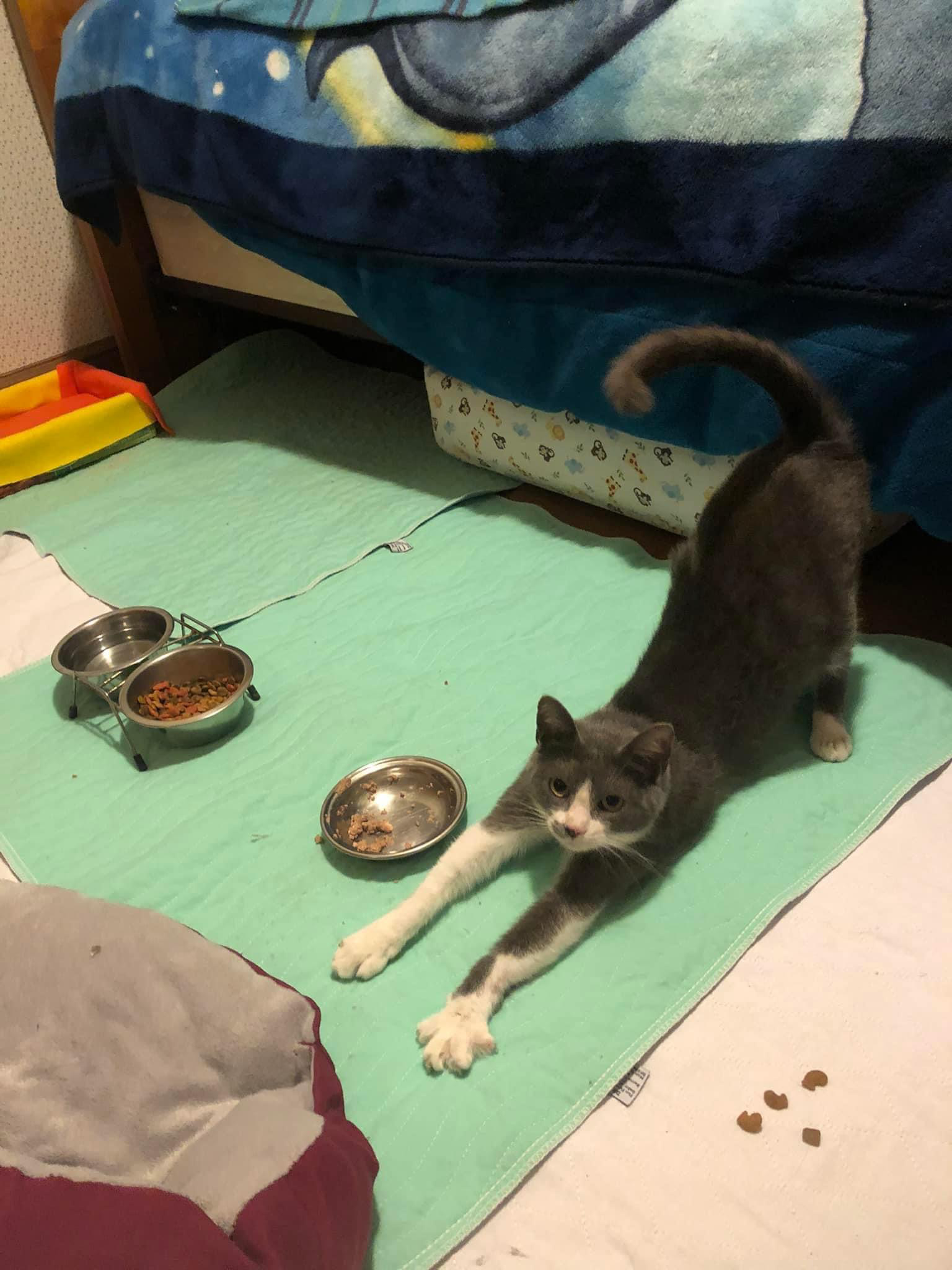 Donna - Available for Meet and Greet from Foster | Orphan Angels Cat ...