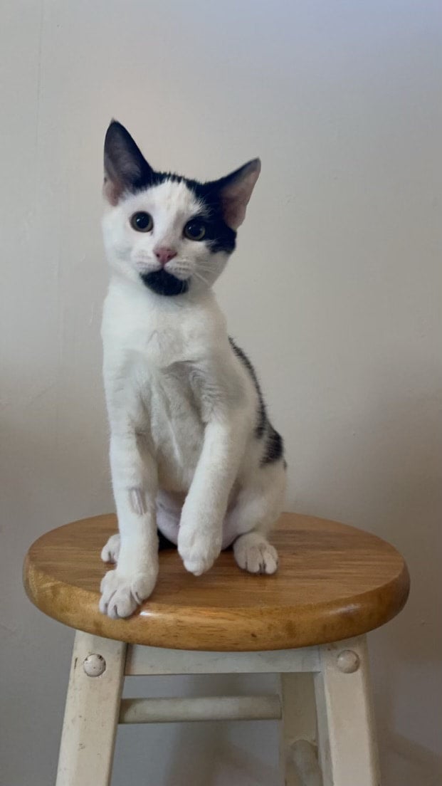 Kitten - Milky Way | Orphan Angels Cat Santuary And Adoption Center