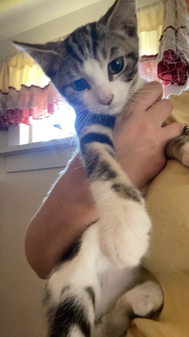 Kitten - Tantalum | Orphan Angels Cat Santuary And Adoption Center