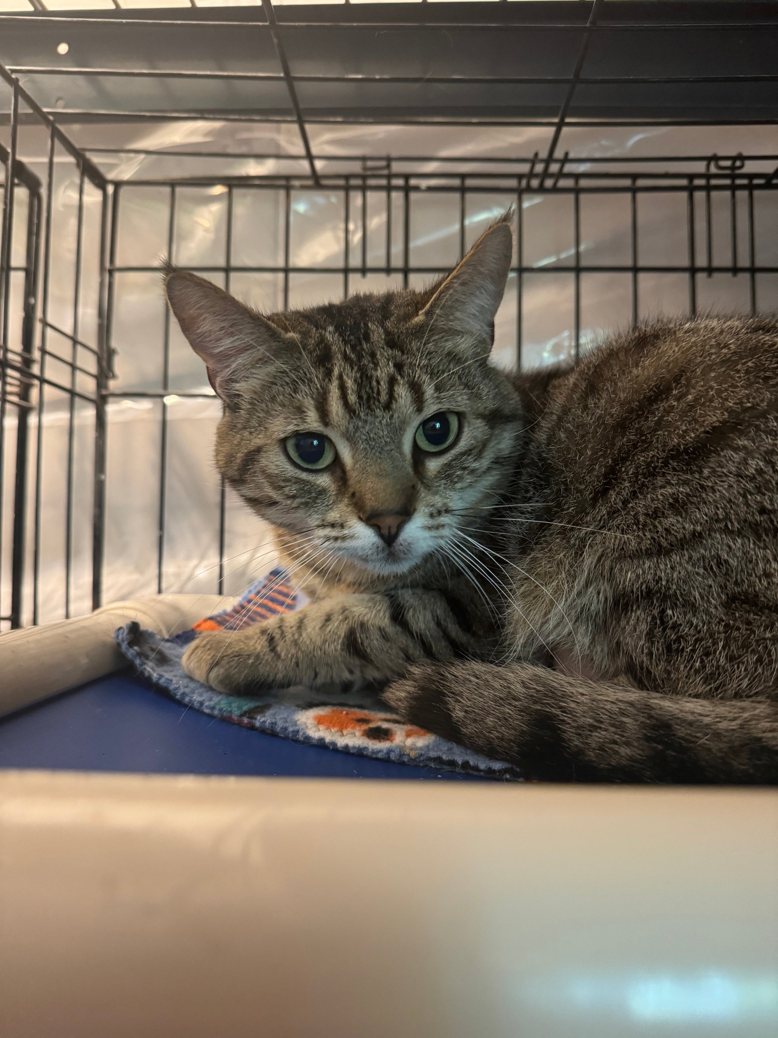 Whiplash | Orphan Angels Cat Santuary And Adoption Center