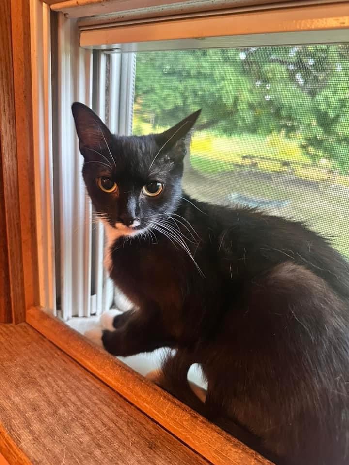 Skye | Orphan Angels Cat Santuary And Adoption Center