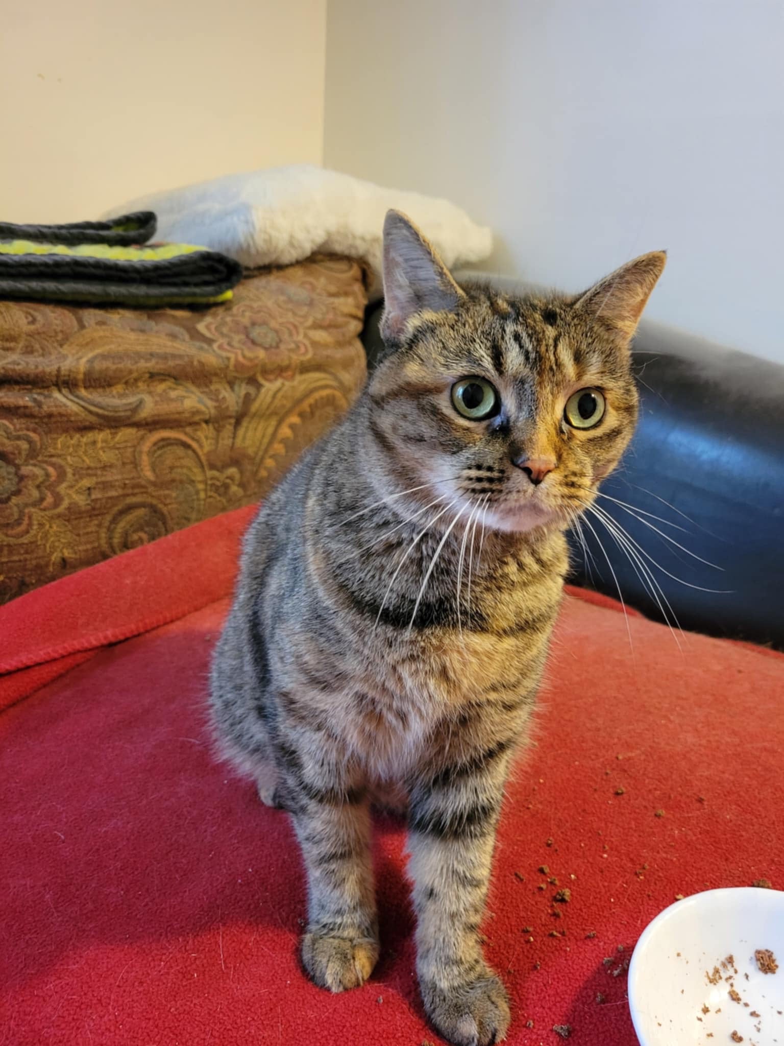 Ms. Business - Medical - Available for Sponsorship Only | Orphan Angels ...