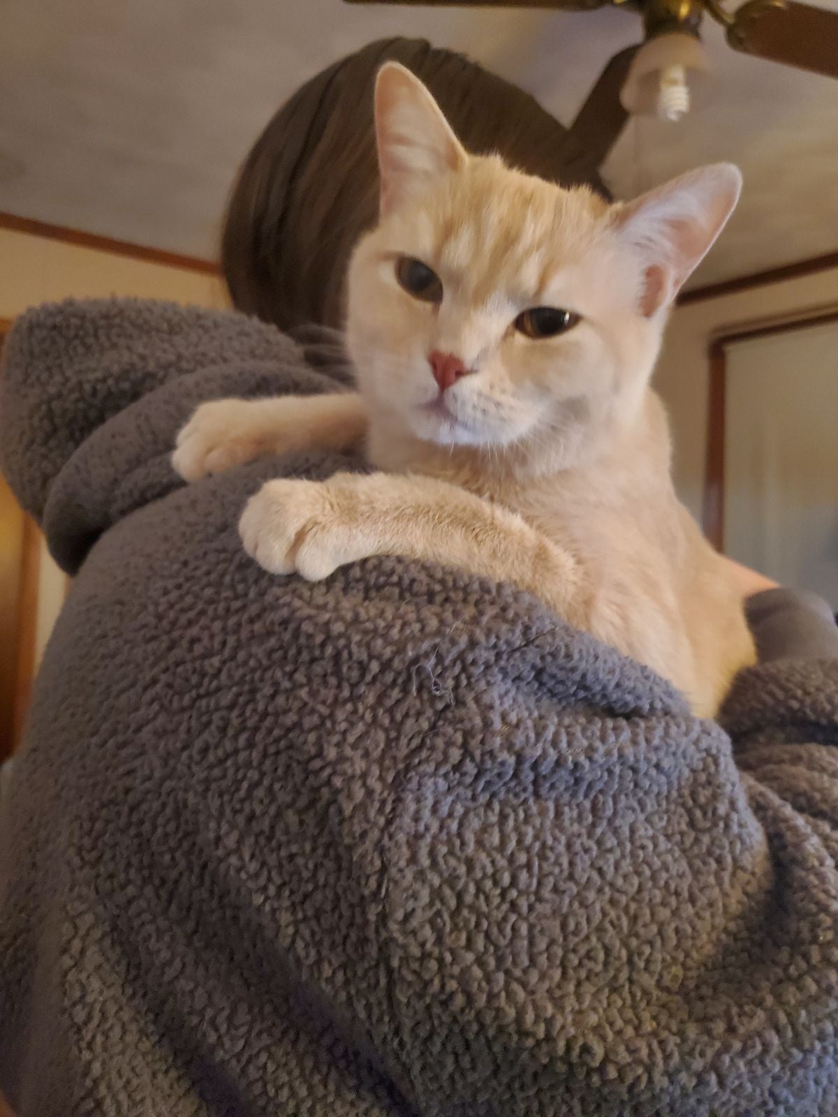 Dazed - Medical - GI Diet | Orphan Angels Cat Santuary And Adoption Center