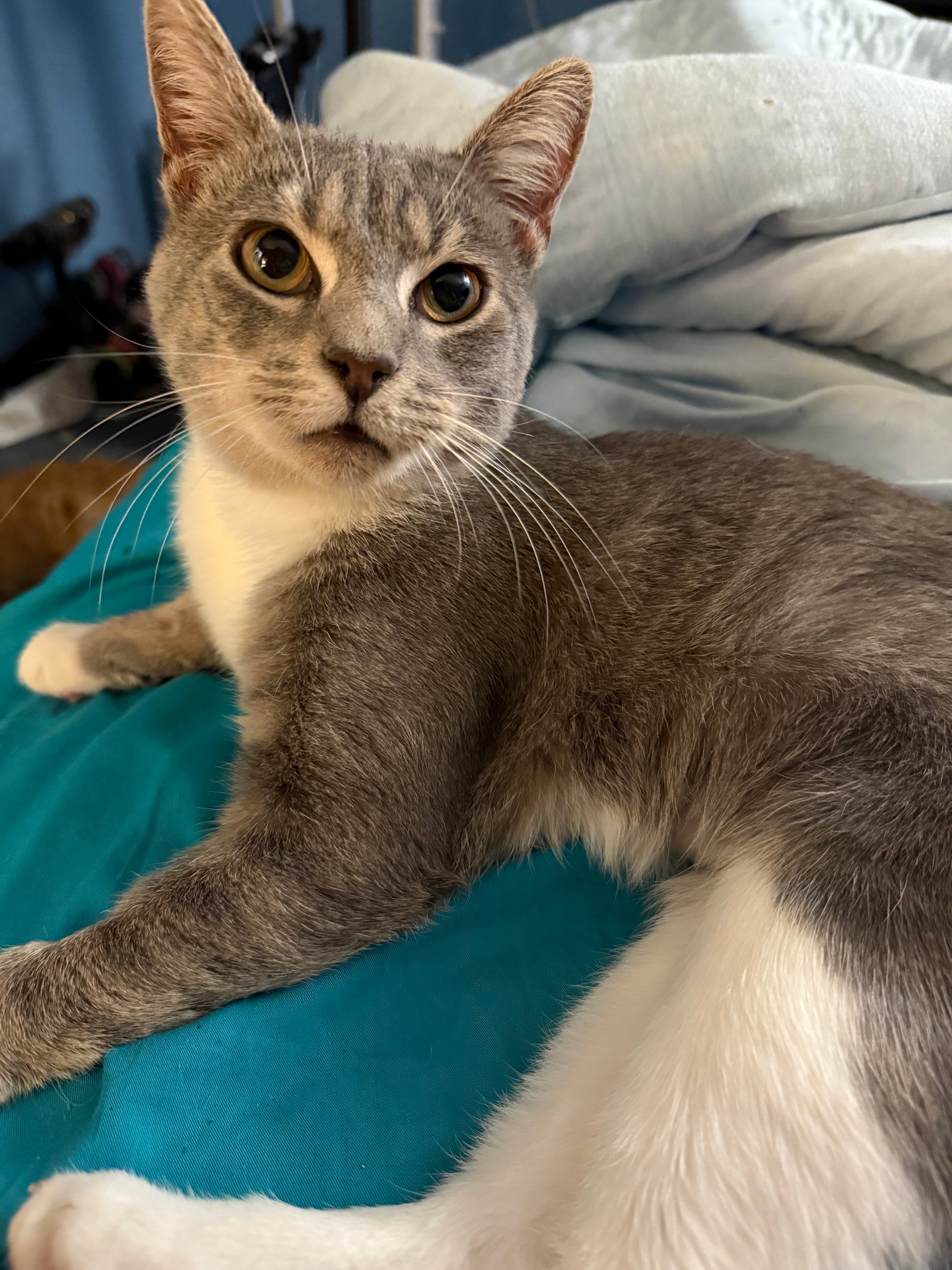 Kamaria | Orphan Angels Cat Santuary And Adoption Center