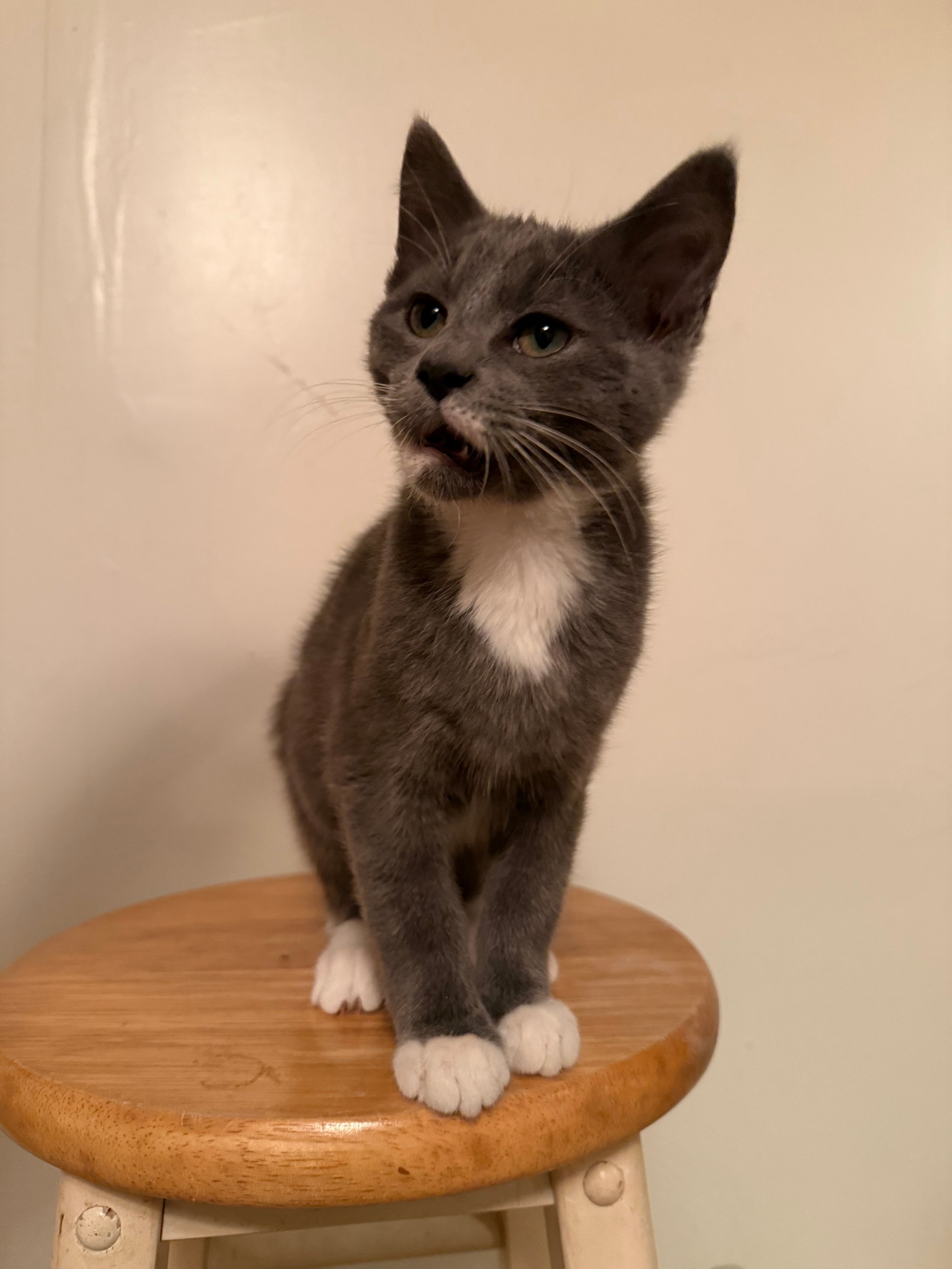 Kitten - Leela | Orphan Angels Cat Sanctuary And Adoption Center