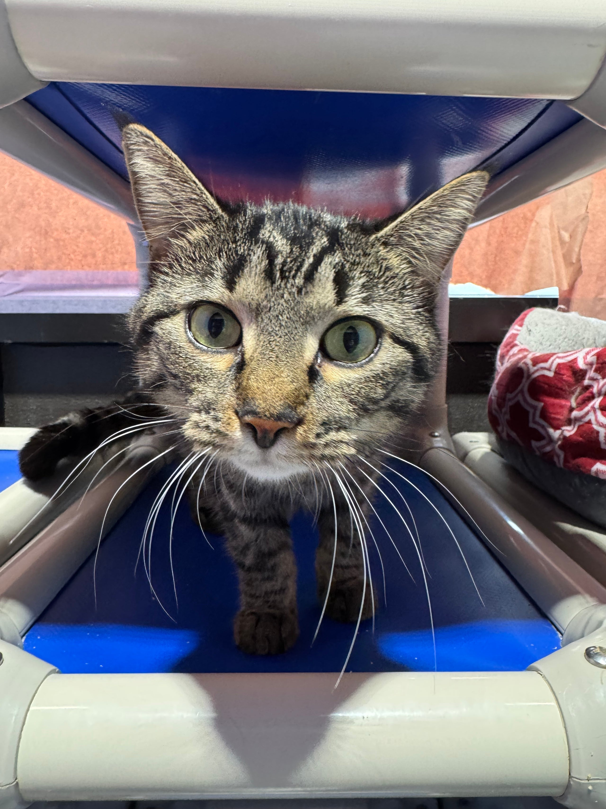 Matilda | Orphan Angels Cat Sanctuary And Adoption Center