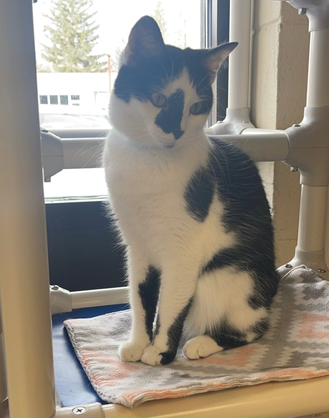 Available Cats | Orphan Angels Cat Santuary And Adoption Center