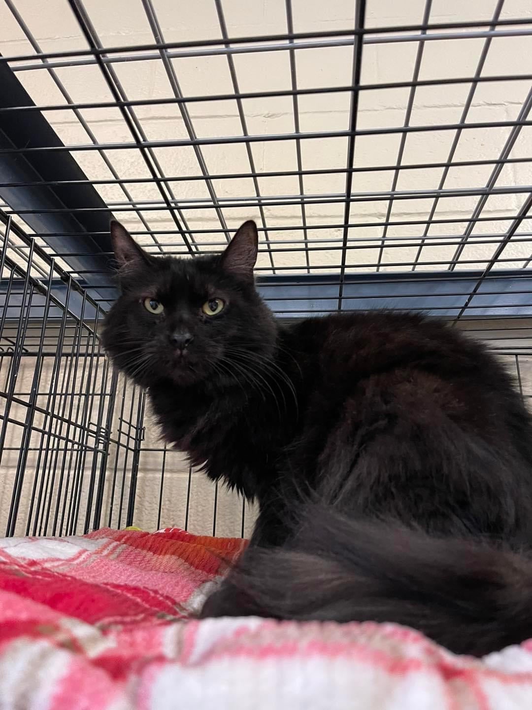 Baroness Bell - Available for Meet and Greet from Foster | Orphan ...