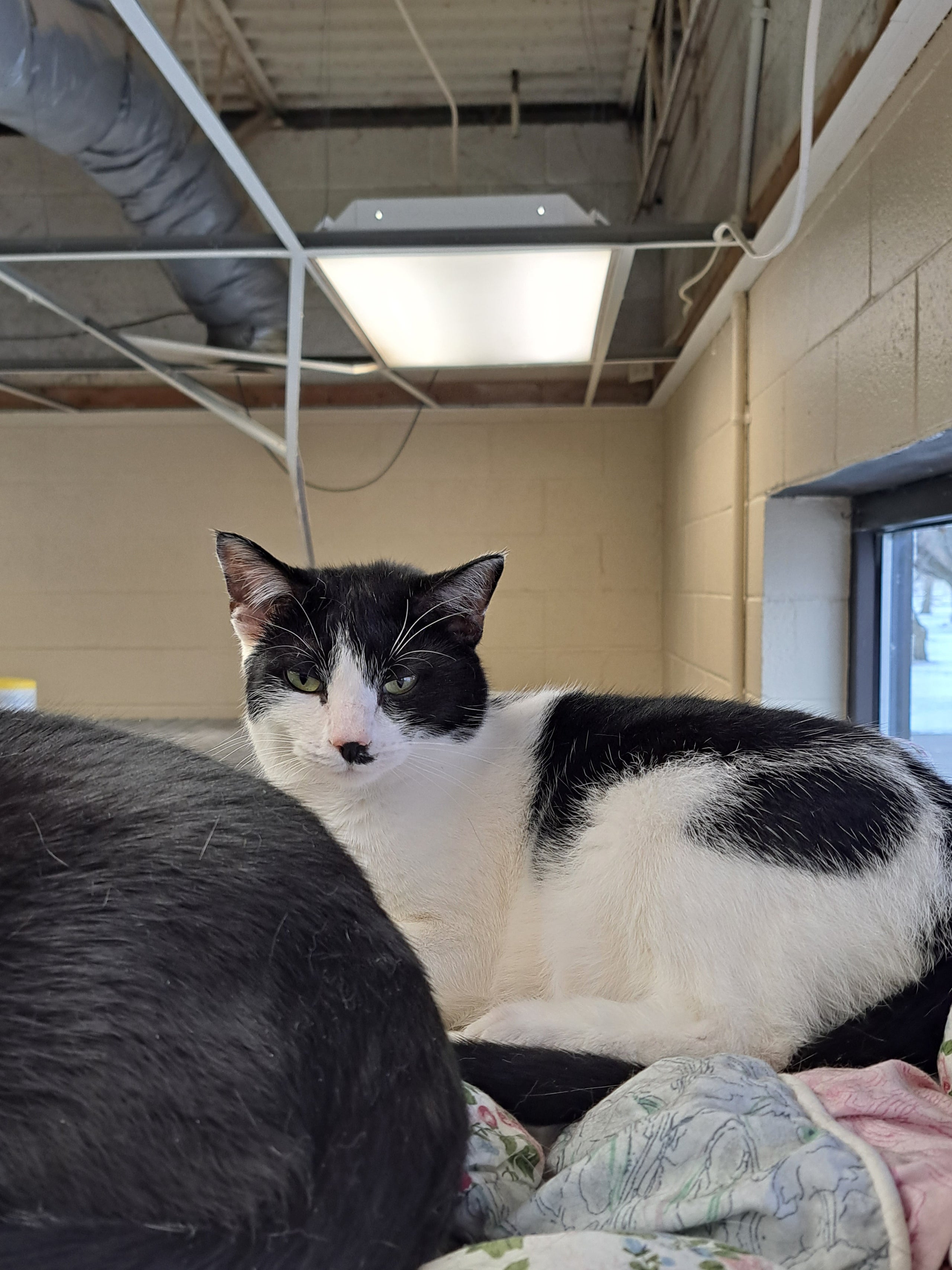 Lightning - Available for Meet and Greet from Foster | Orphan Angels ...