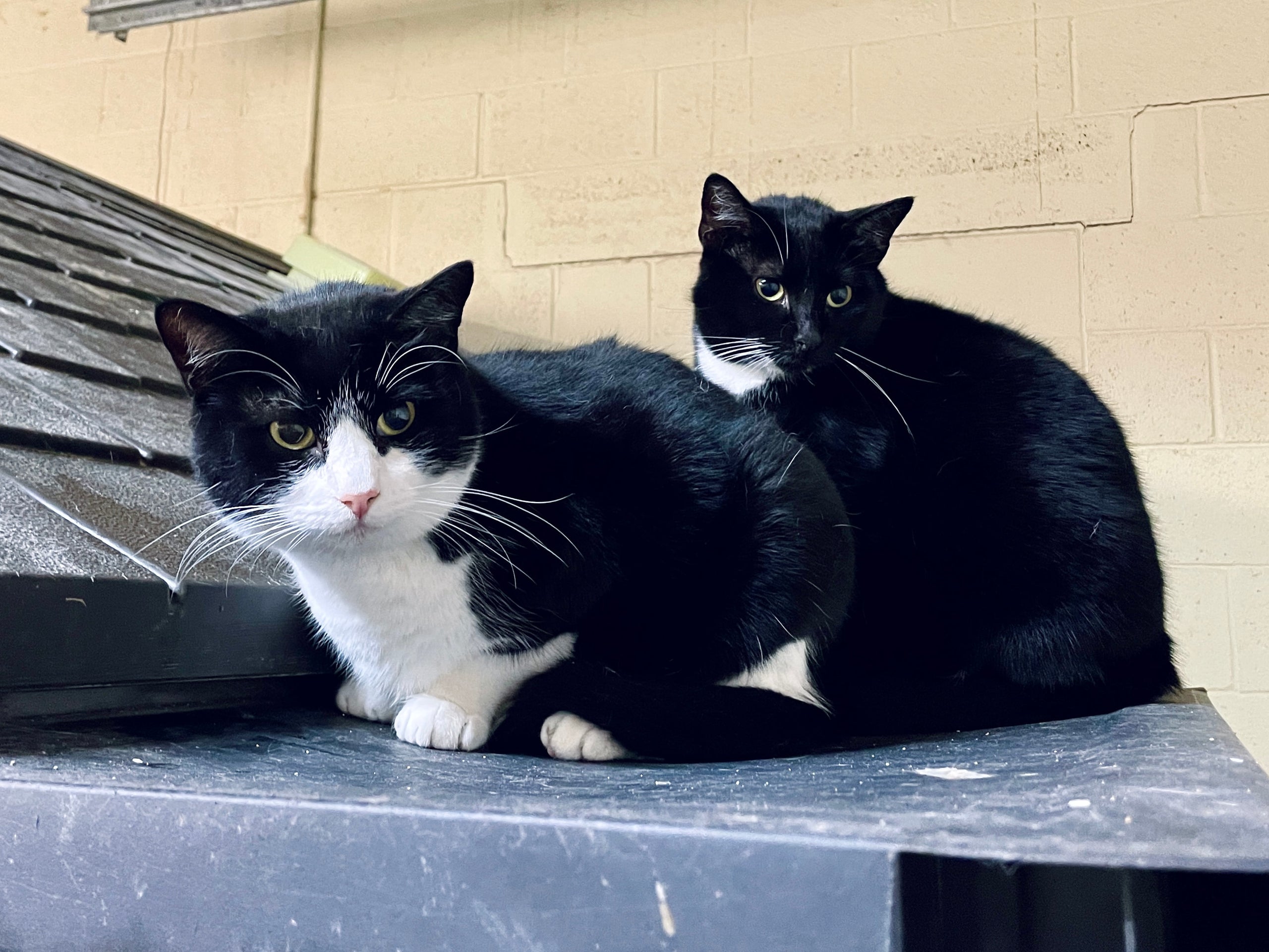 Rock | Orphan Angels Cat Sanctuary And Adoption Center