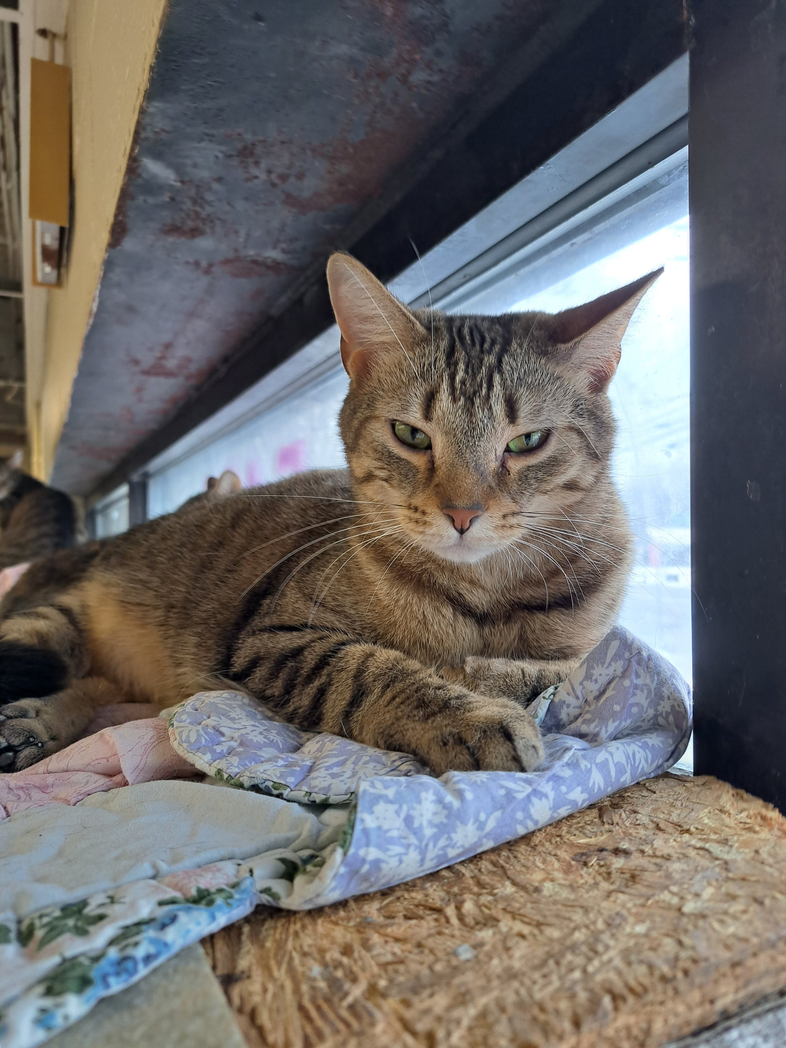 KitKat | Orphan Angels Cat Santuary And Adoption Center