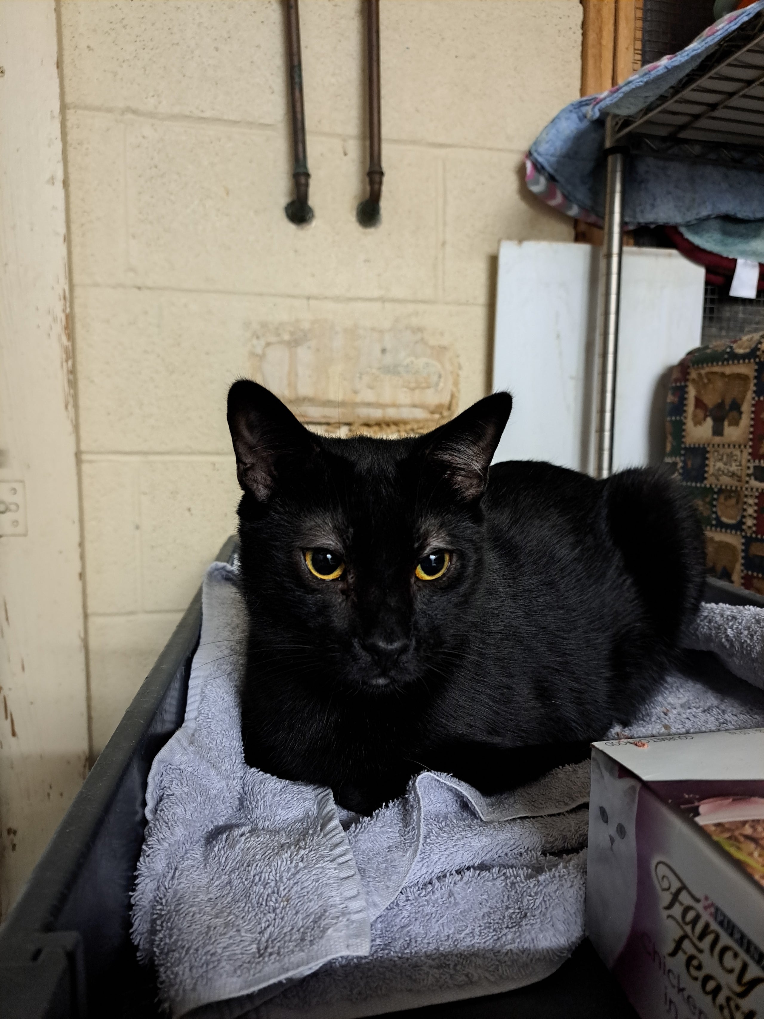 Dinner | Orphan Angels Cat Santuary And Adoption Center