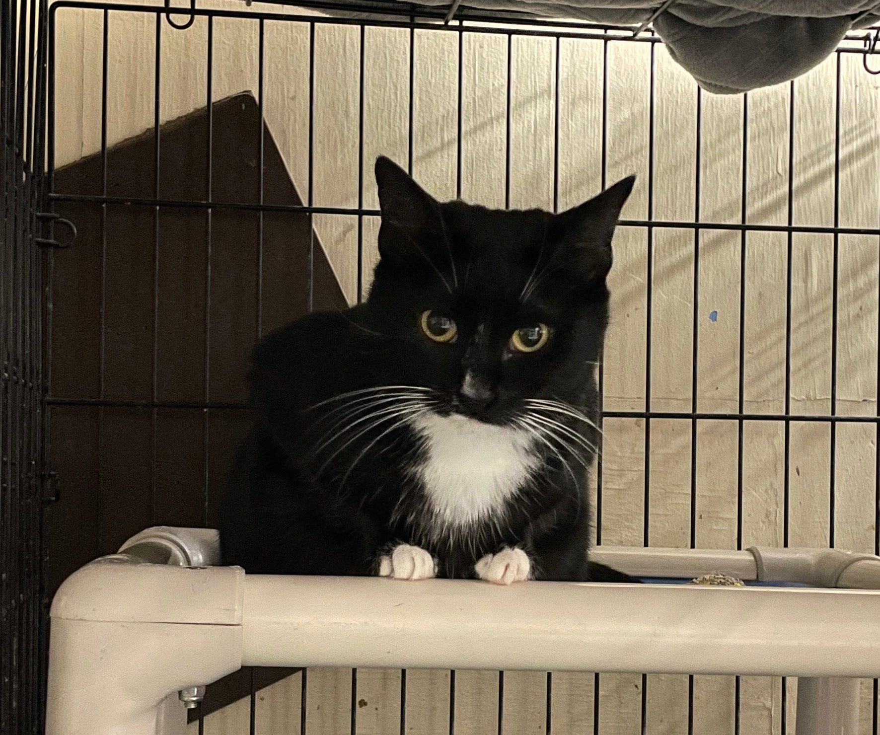 Tock | Orphan Angels Cat Santuary And Adoption Center